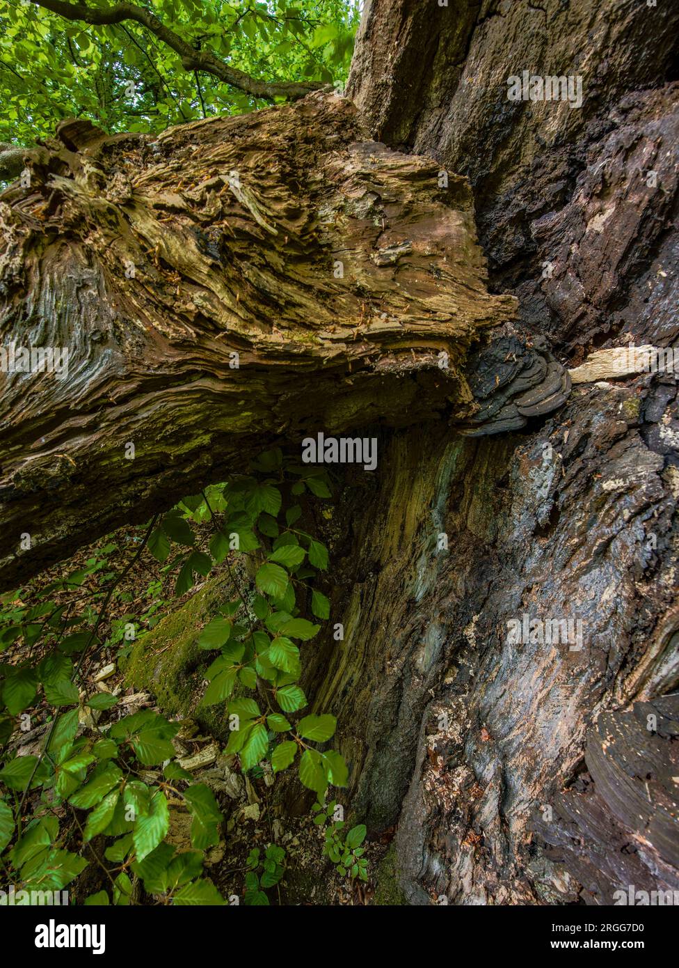 Striking intimate portraits of Woodland textures in appropriate light ...