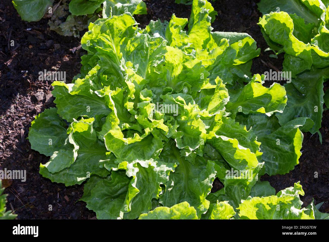 Bitter leaf salads hi-res stock photography and images - Alamy
