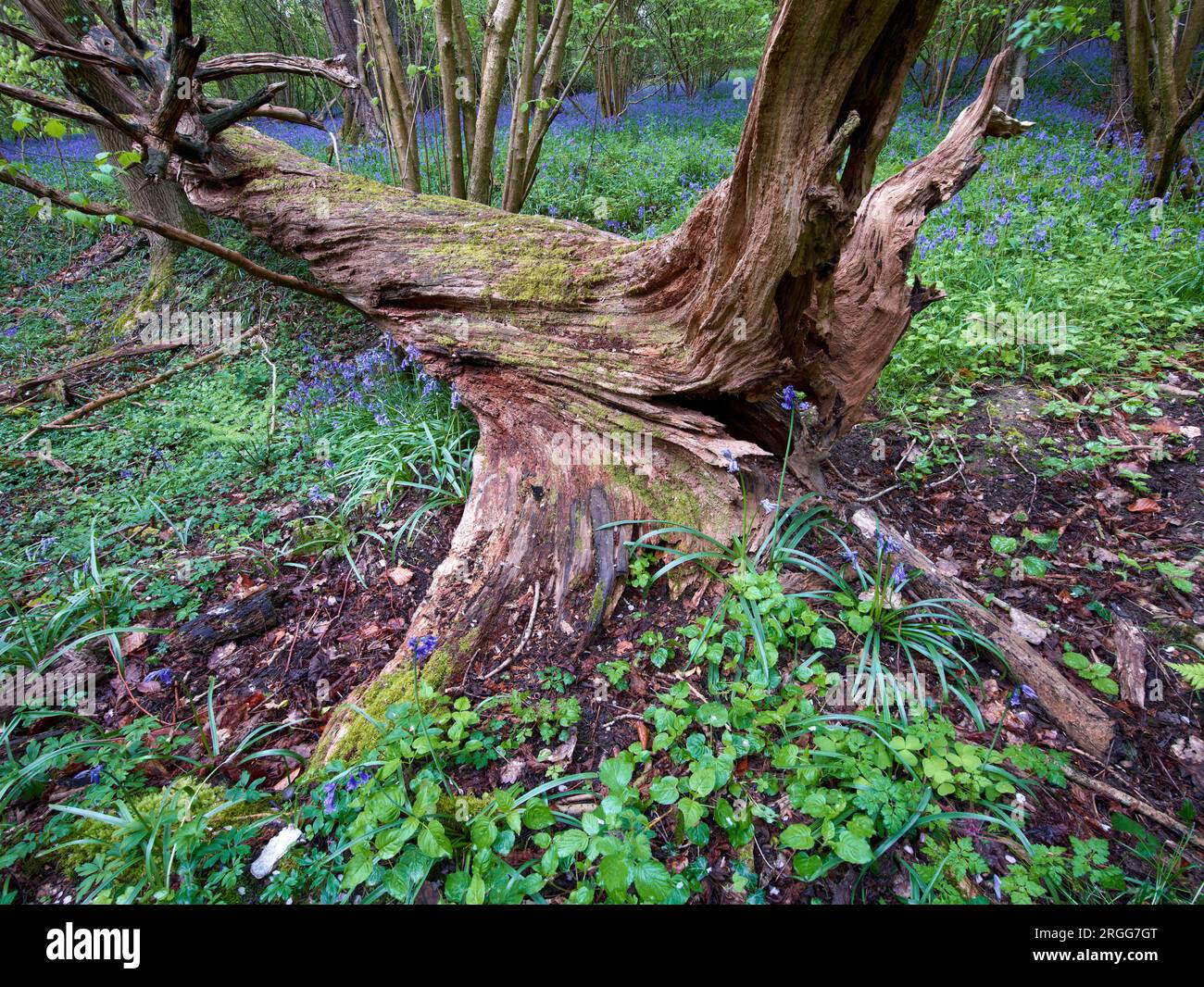 Striking intimate portraits of Woodland textures in appropriate light ...