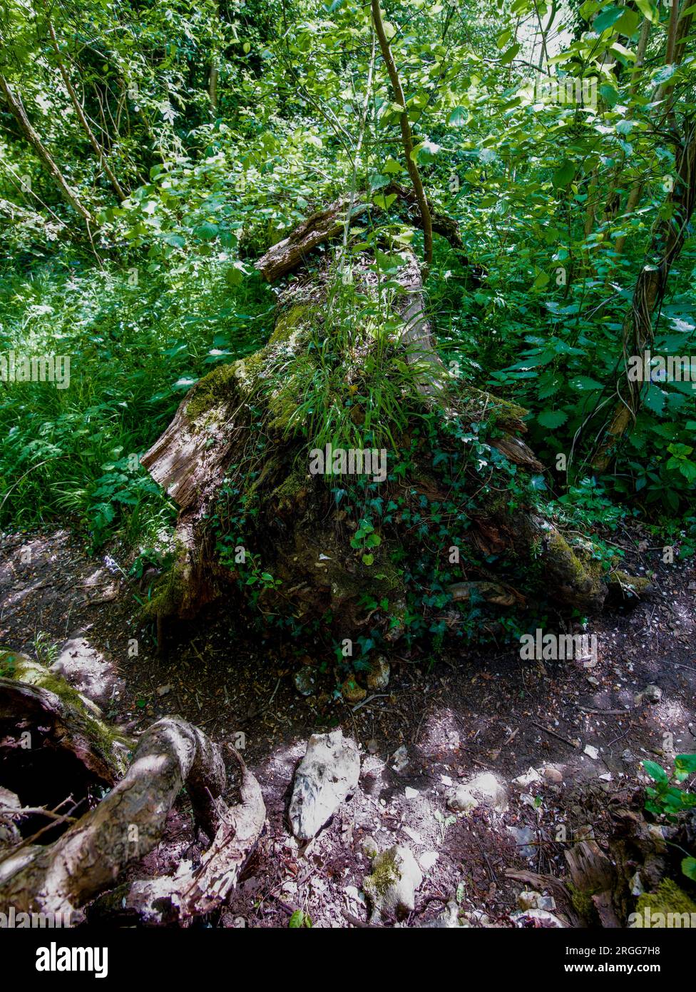 Striking intimate portraits of Woodland textures in appropriate light ...