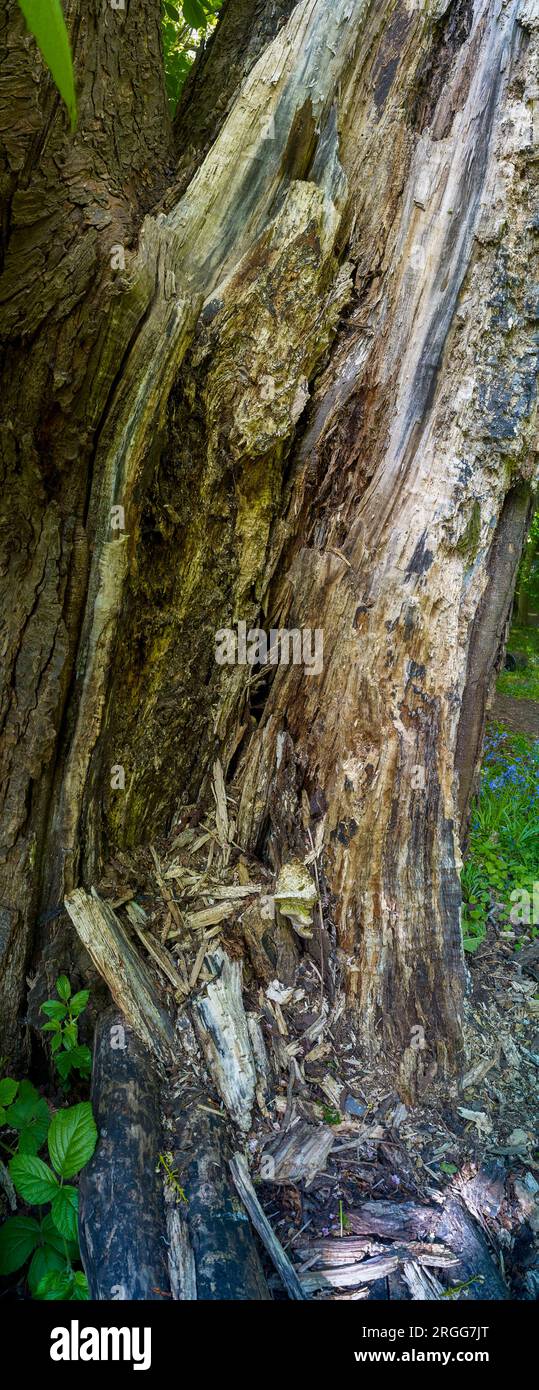Striking intimate portraits of Woodland textures in appropriate light ...