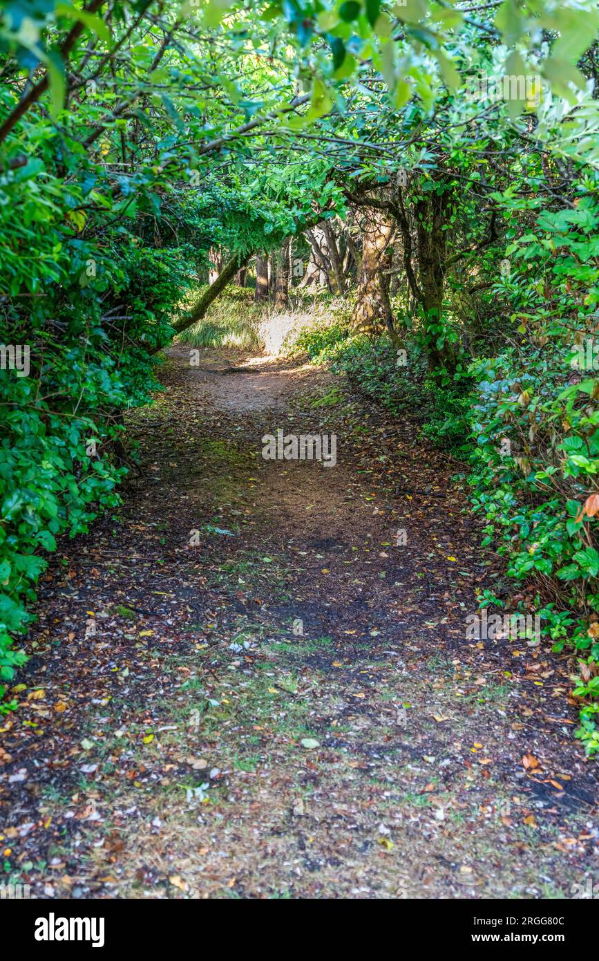A trail along the Moclips River in Wasington State Stock Photo - Alamy