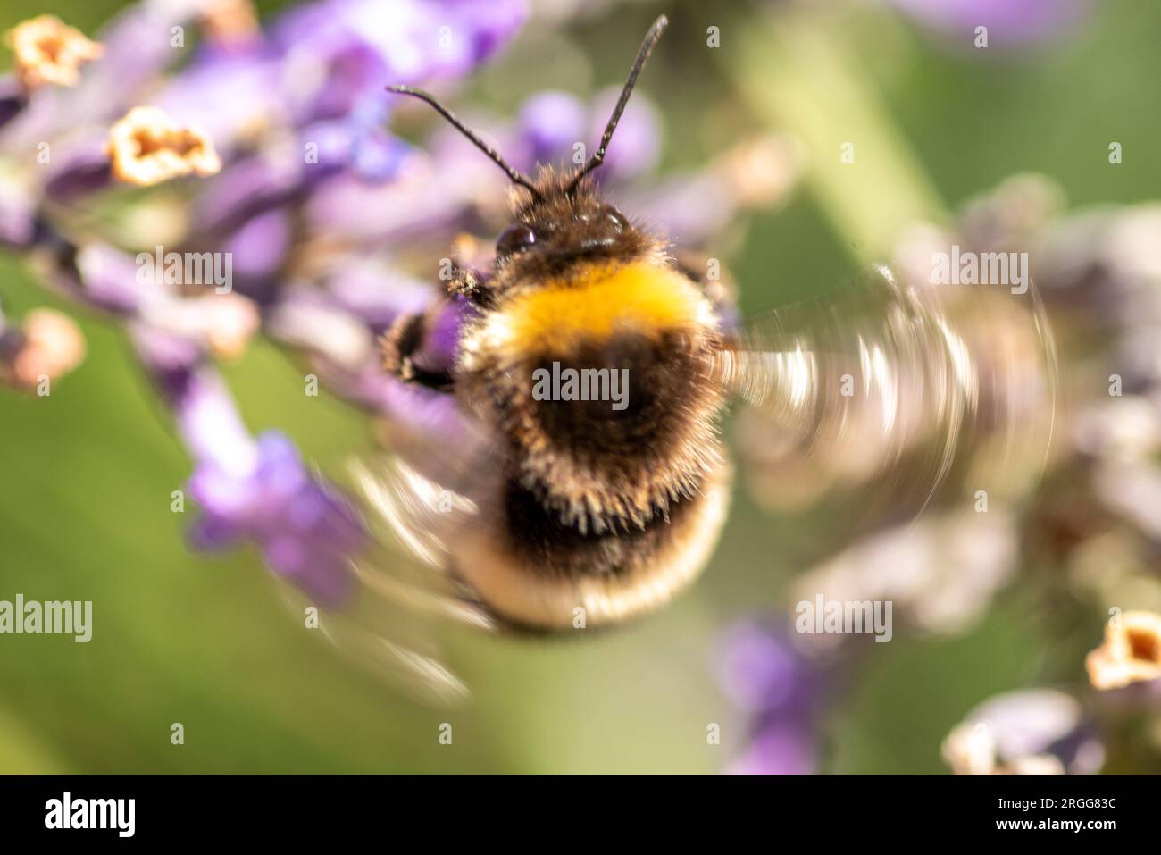 Bumblebee (Bombus) with wing motion on purple Lavender (Lavandula Stock ...