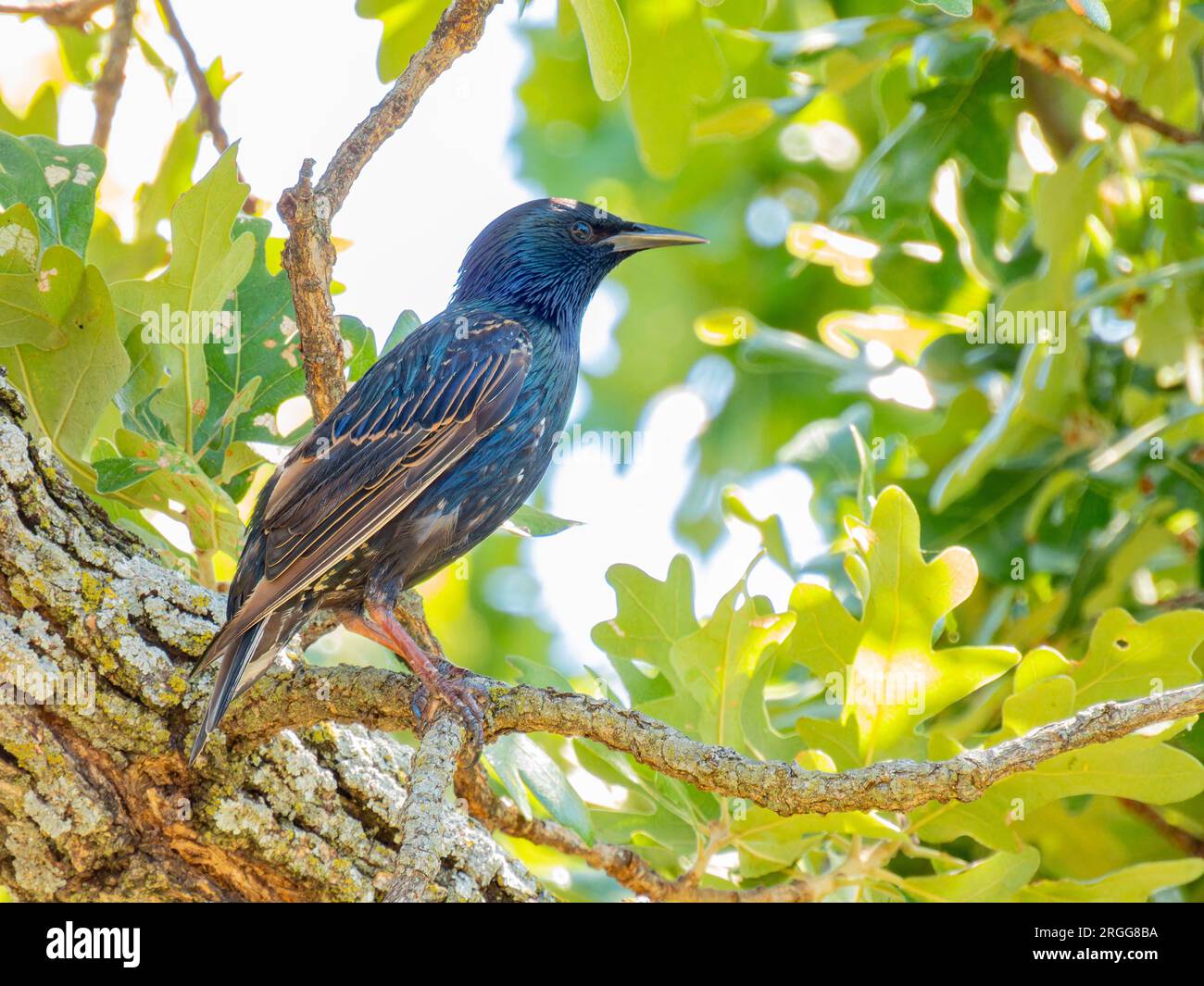 Shot of one starling hi-res stock photography and images - Alamy