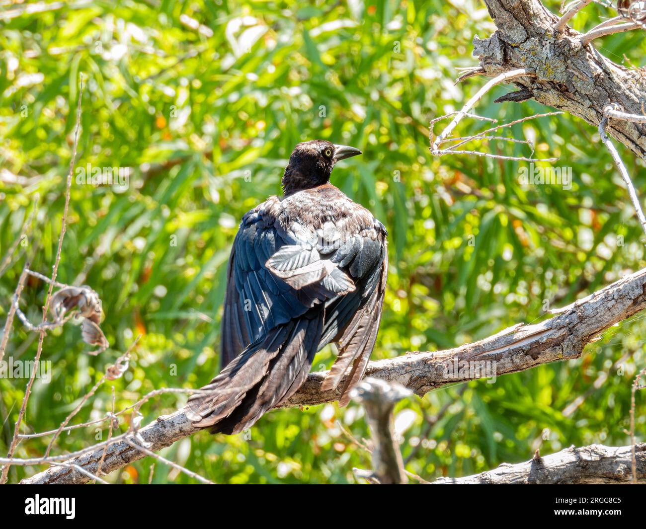 Close up shot of Great-tailed grackle at Oklahoma Stock Photo - Alamy