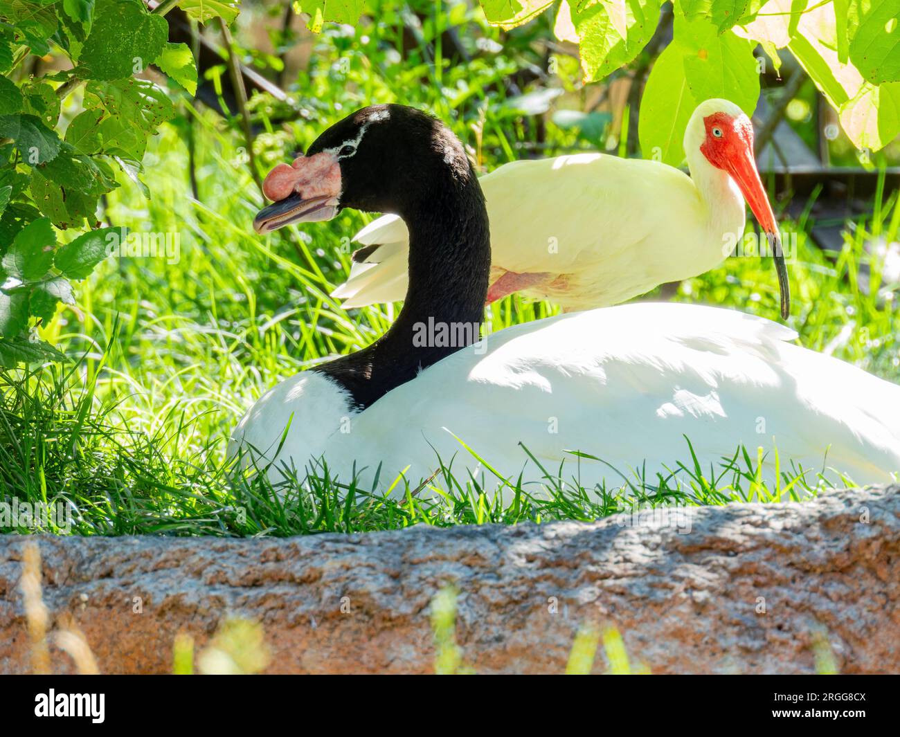 Cute goose hi-res stock photography and images - Alamy