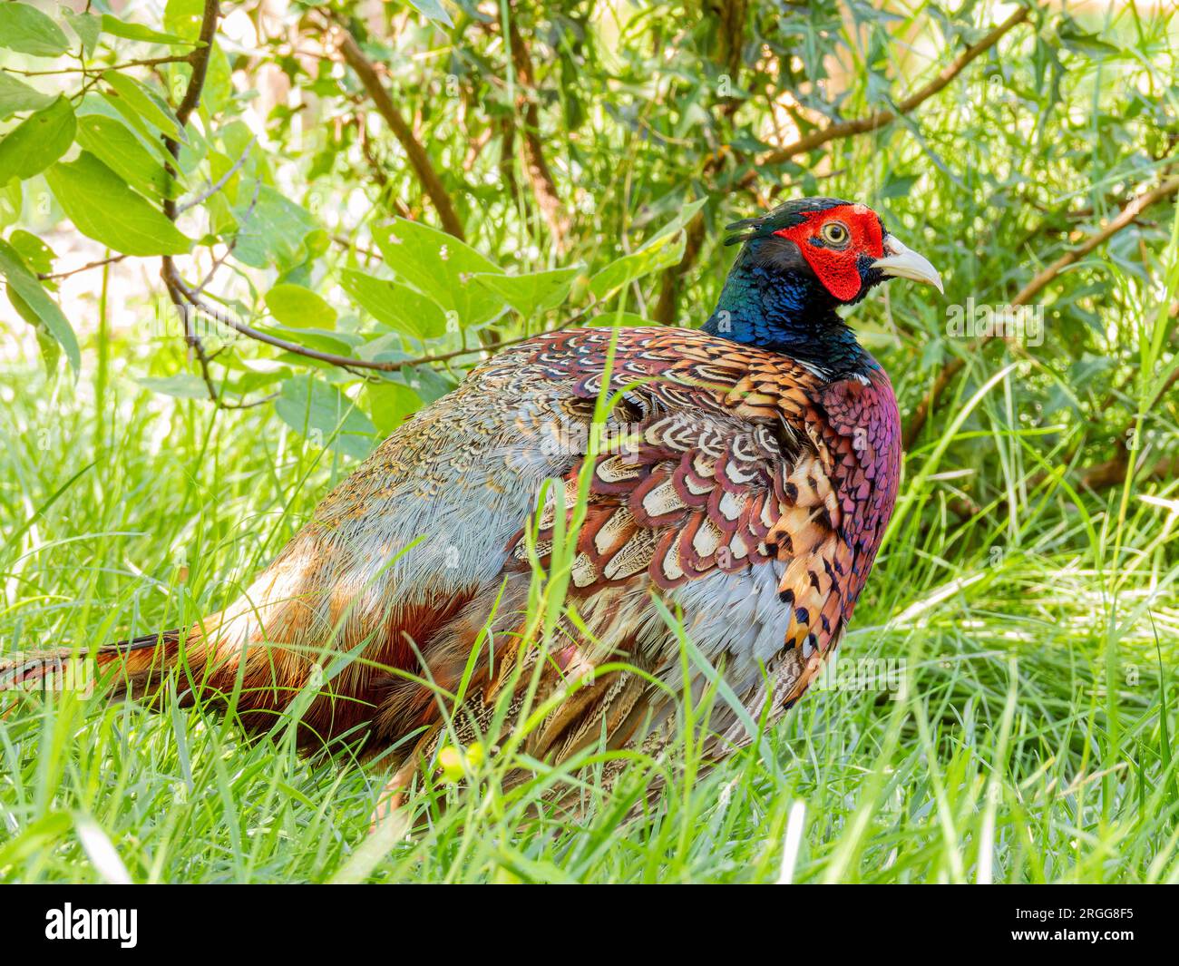 Cute pheasant hi-res stock photography and images - Alamy