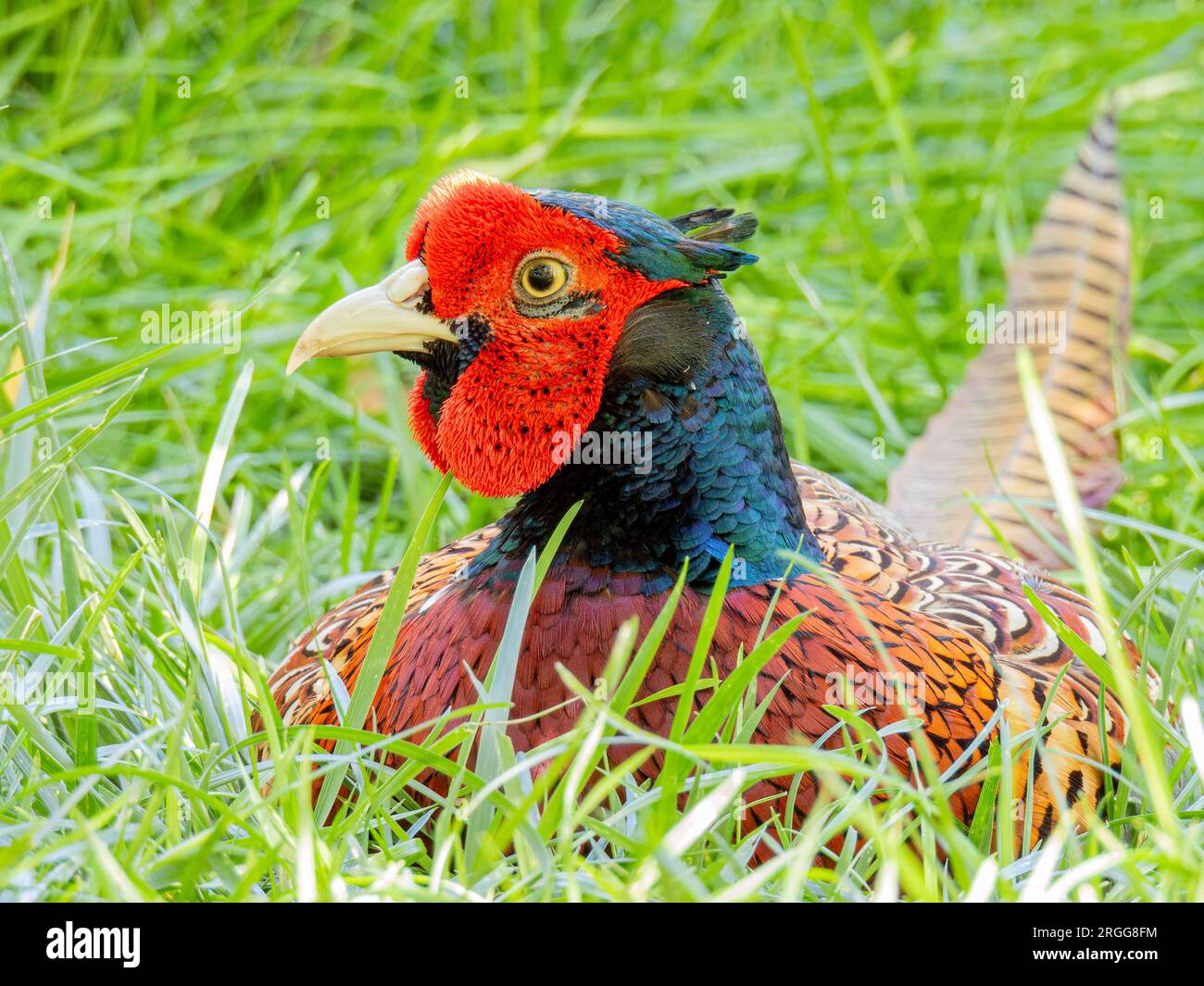 Cute pheasant hi-res stock photography and images - Alamy