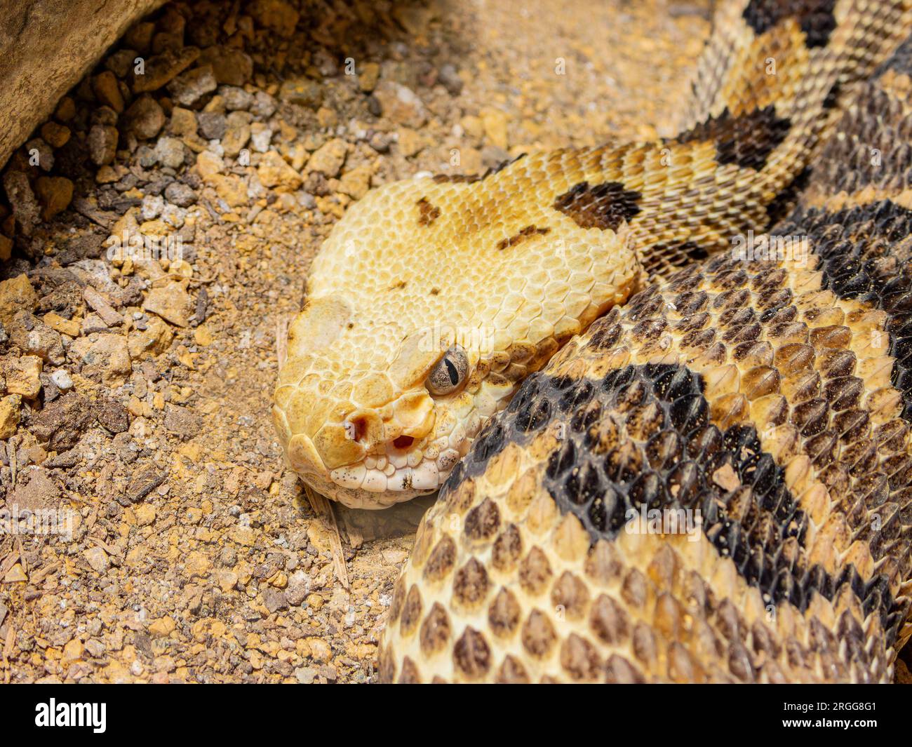 Canebrake rattlesnake hi-res stock photography and images - Alamy