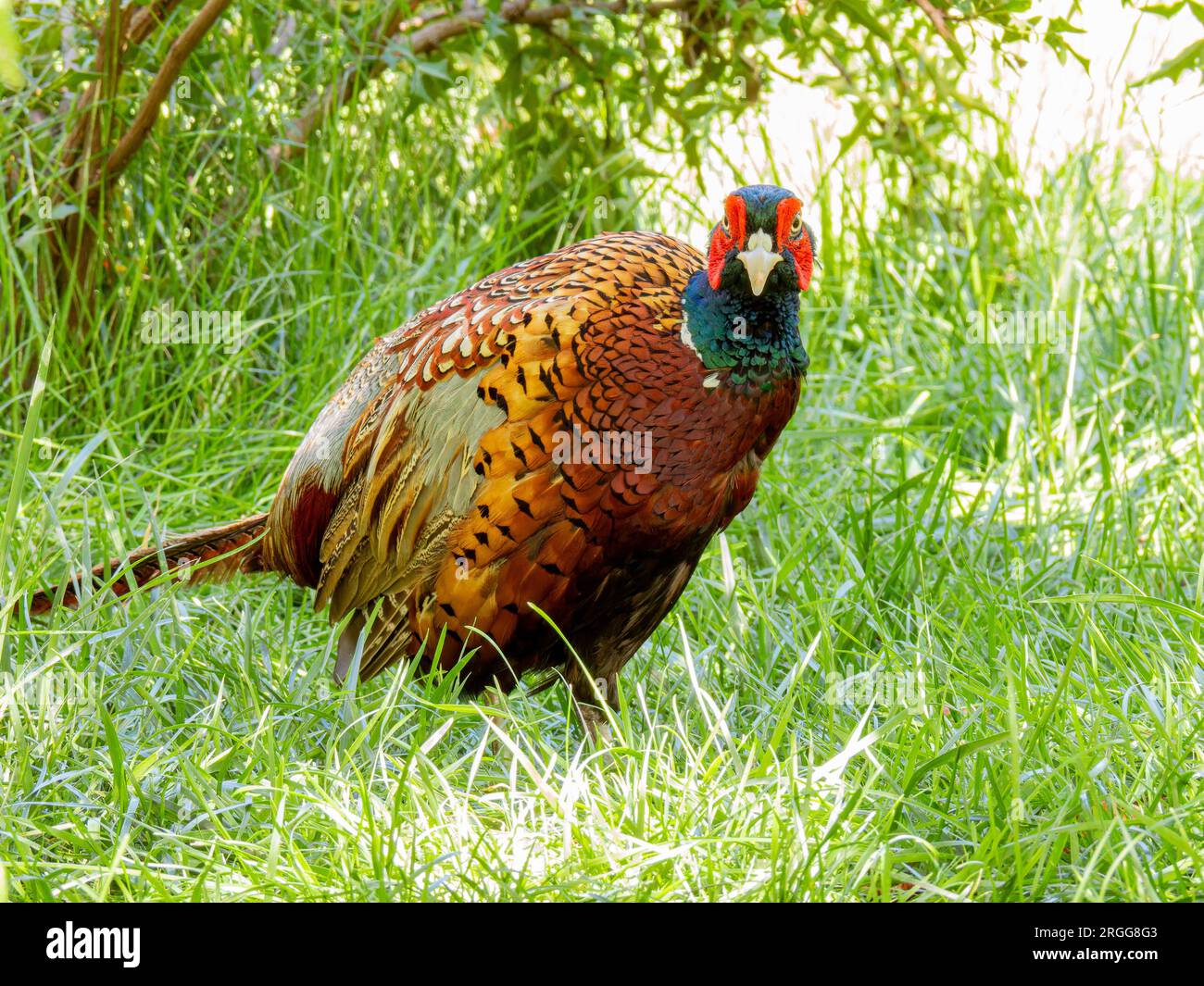 Cute pheasant hi-res stock photography and images - Alamy