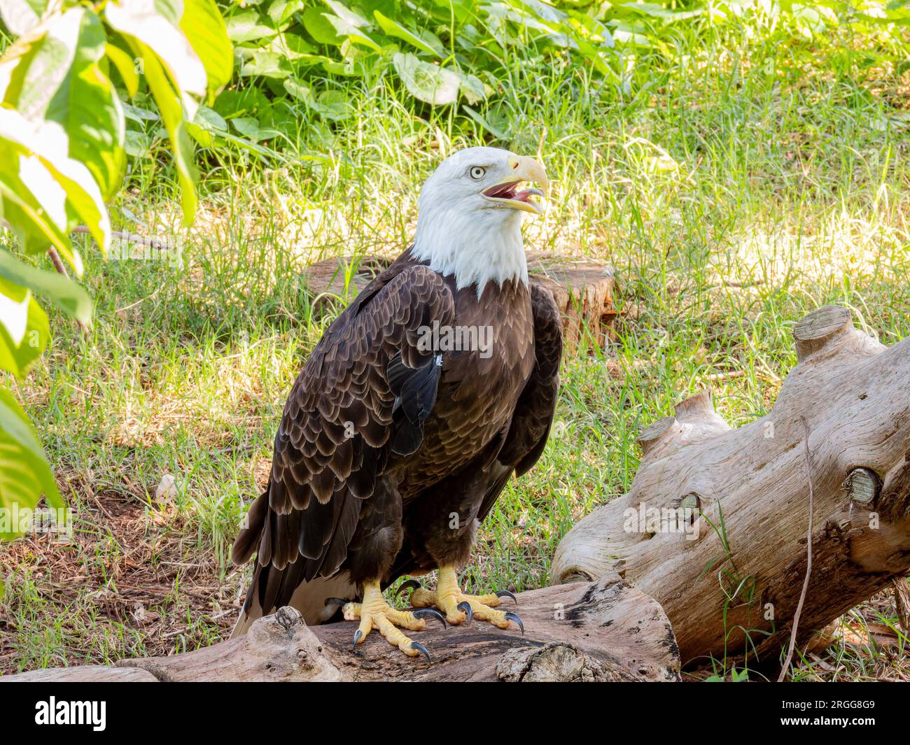 Cute eagle american symbol hi-res stock photography and images - Alamy