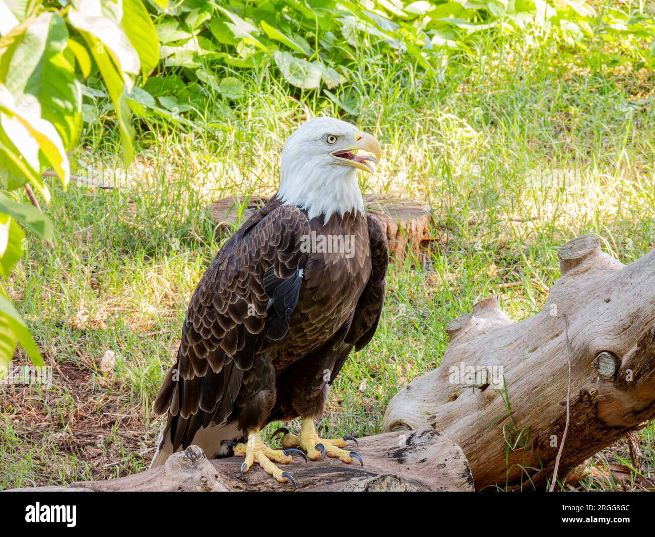 Cute eagle american symbol hi-res stock photography and images - Alamy
