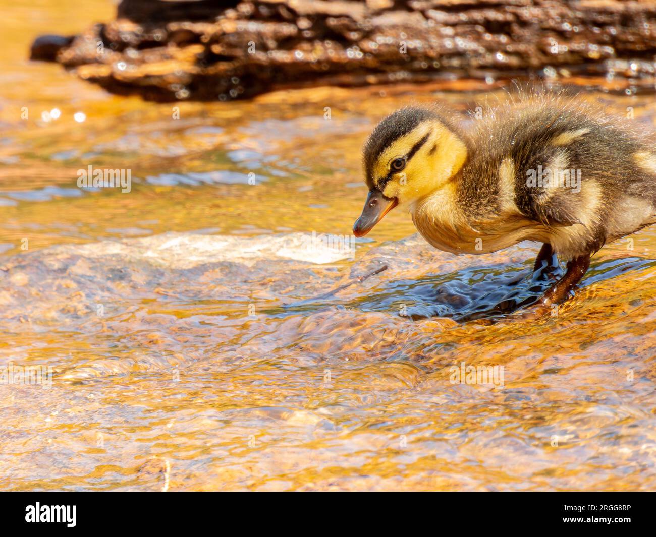 Close up shot of baby duck at Oklahoma Stock Photo - Alamy