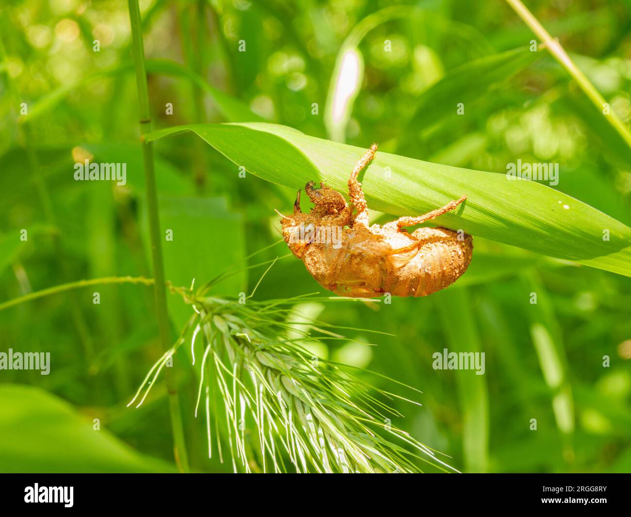 Close up shot of Cicada Shell at Oklahoma Stock Photo - Alamy