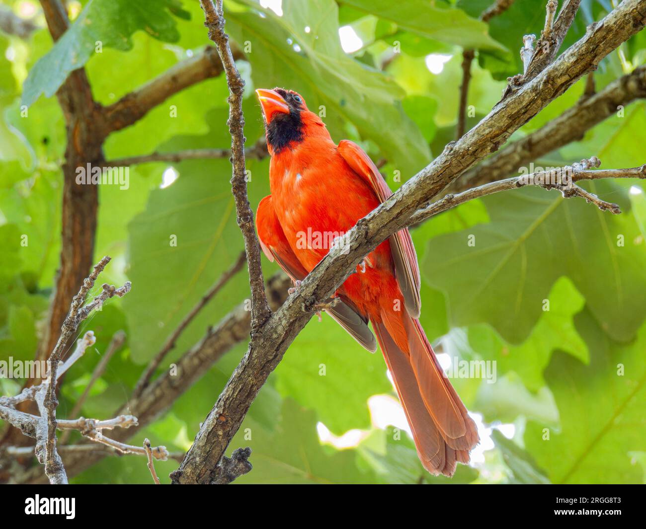 Closeup shot cute northern hi-res stock photography and images - Alamy