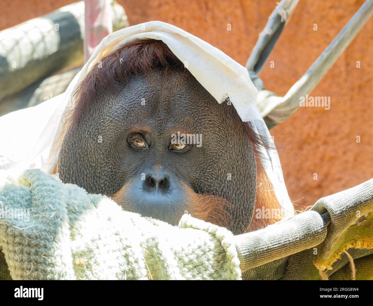 Orangutan face hi-res stock photography and images - Alamy