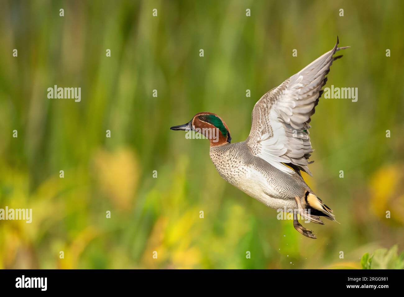 Green Winged Teal Landing