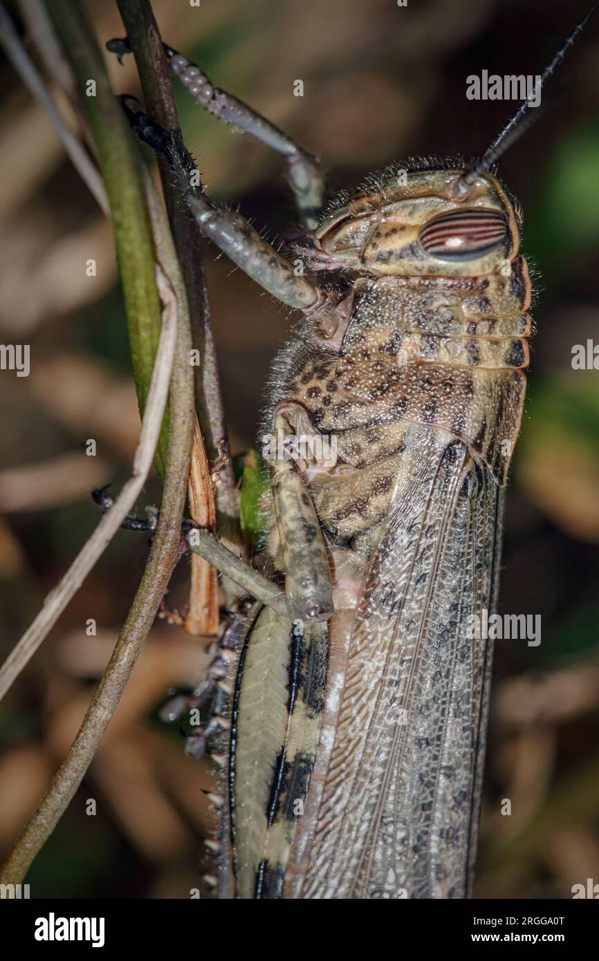 Portuguese insects hi-res stock photography and images - Alamy