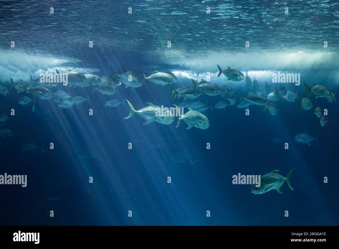 Xareu fish hi-res stock photography and images - Alamy
