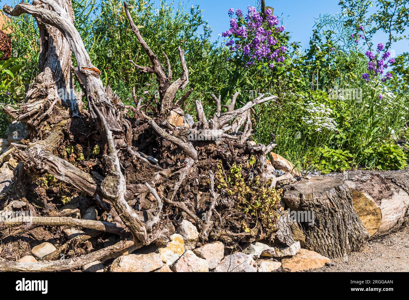 Excavated tree root that serves as a nesting place for insects in the ...