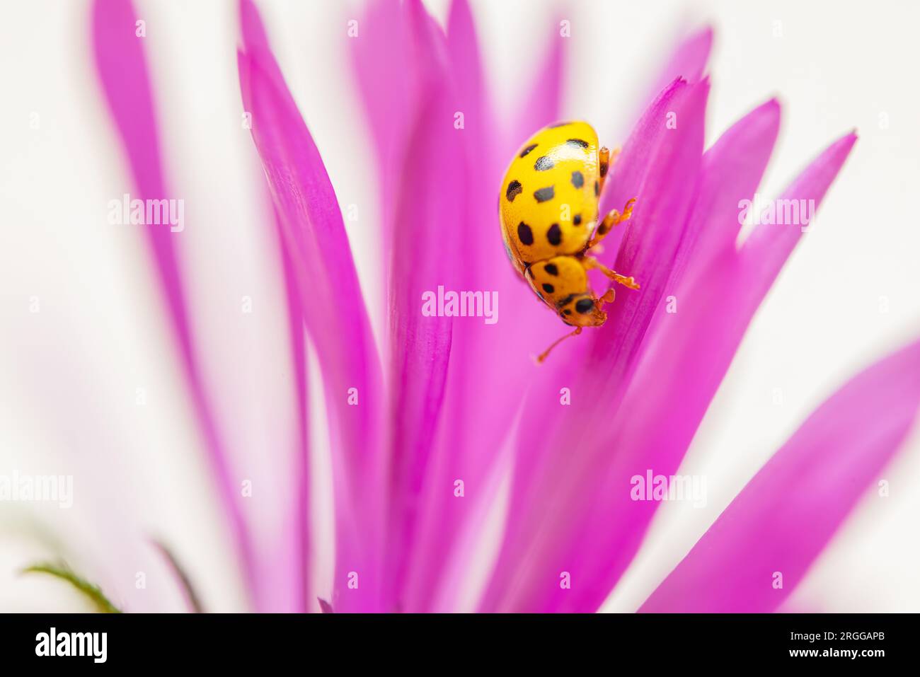 Yellow ladybug on the petals on a blooming flower. Ladybird insect ...