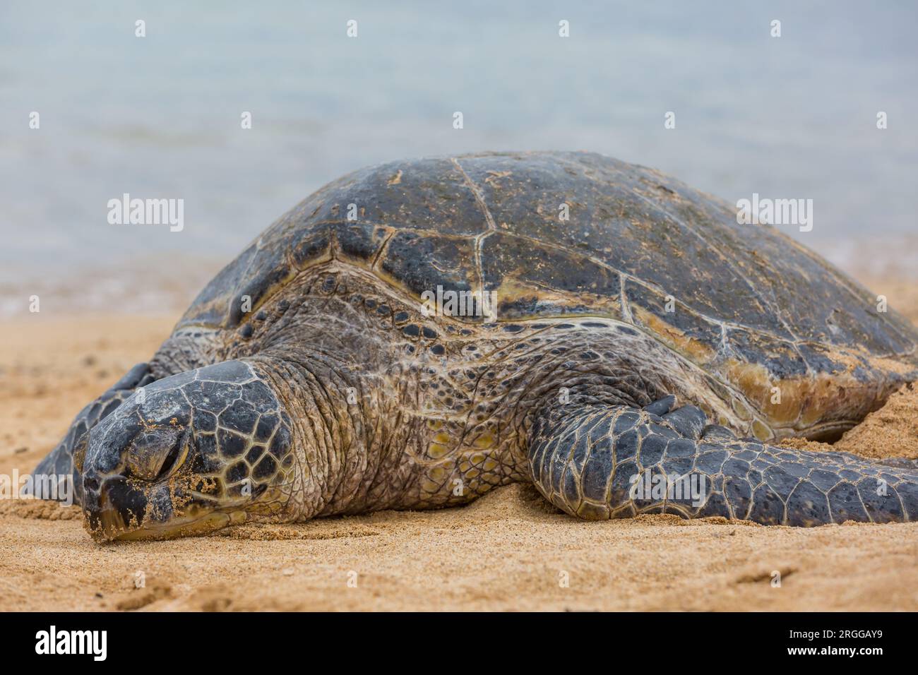 Giant sea turtle underwater in ocean in the Hawaii, USA Stock Photo - Alamy