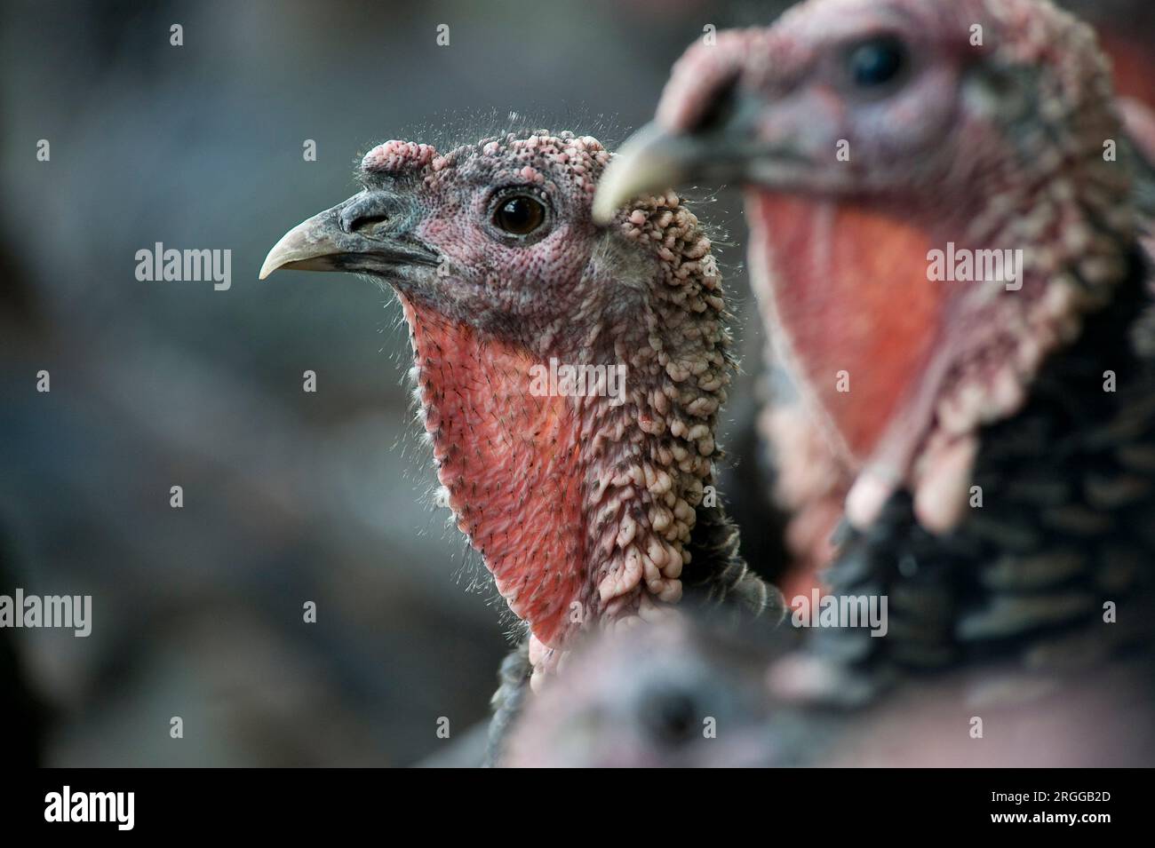 Turkey turkeys head portrait hi-res stock photography and images - Alamy