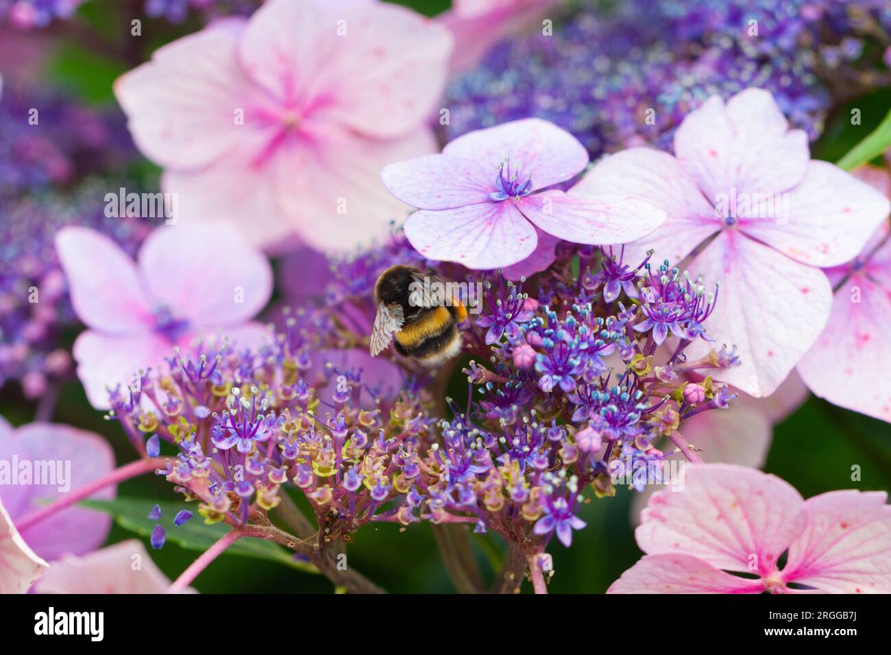 Summer Gardening - Close-up of a white-tailed bumble-bee foraging on a ...