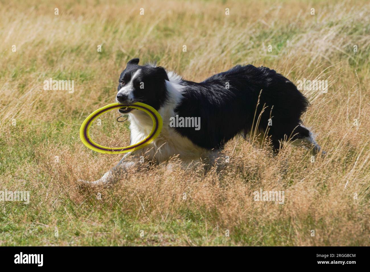 Border collie dog running with a frisbee in it's mouth on Wimbledon ...