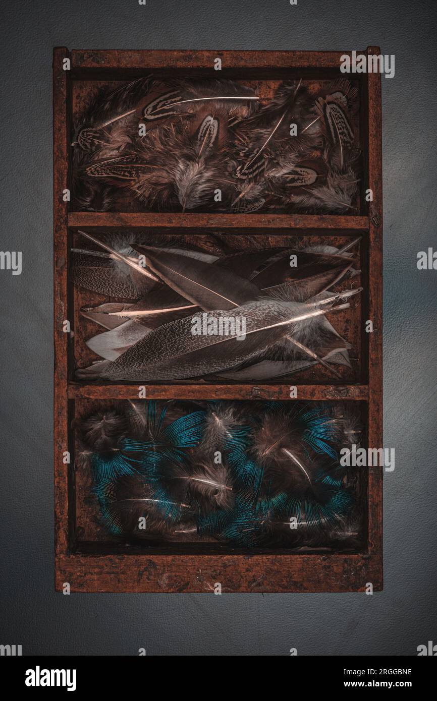 Feathers hi-res stock photography and images - Alamy