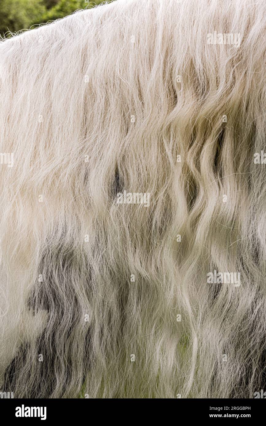 A detail of a horse at a Welsh country show, with an unusually long ...