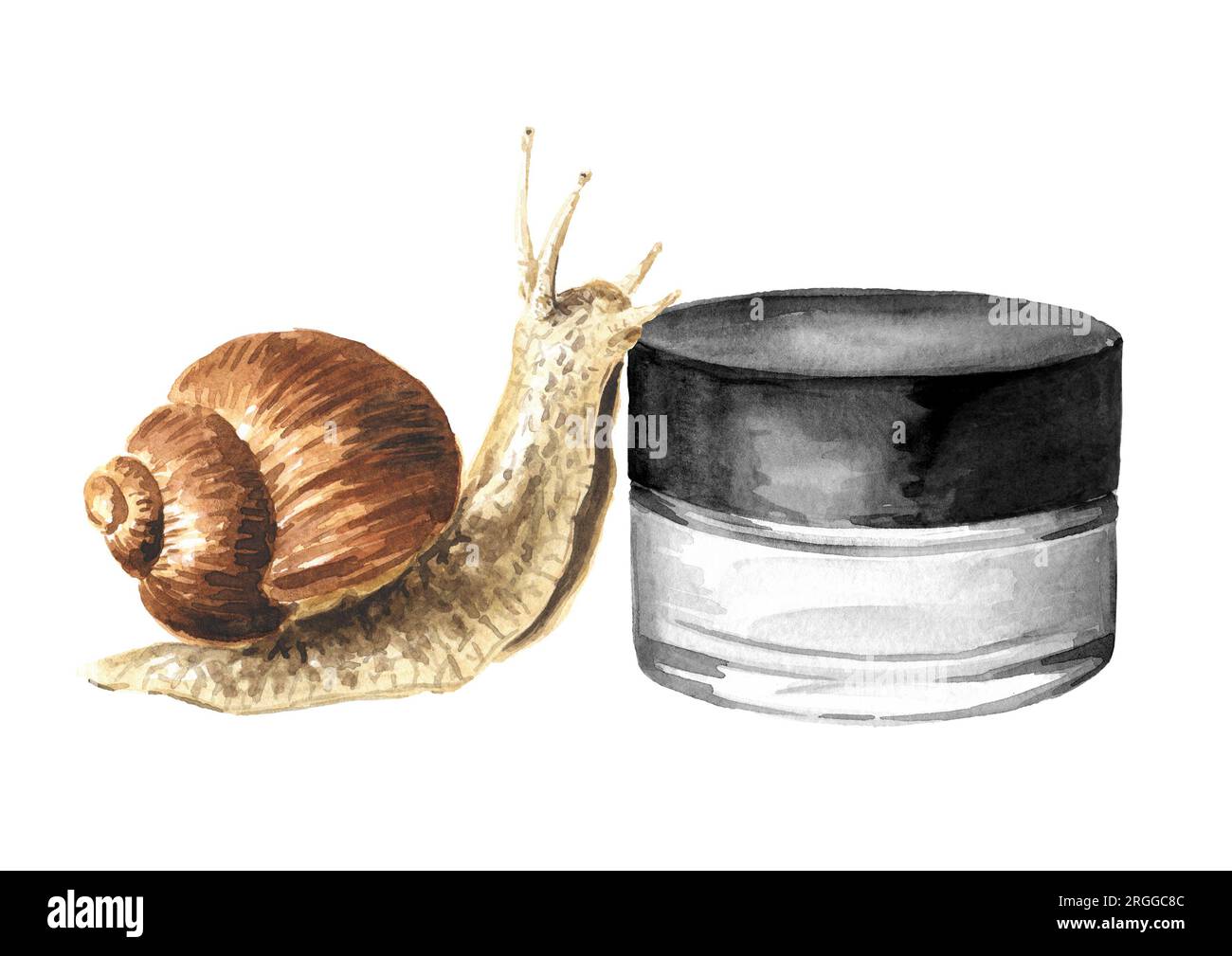 Achatina fulica, giant snail. snail mucin. Hand drawn watercolor ...