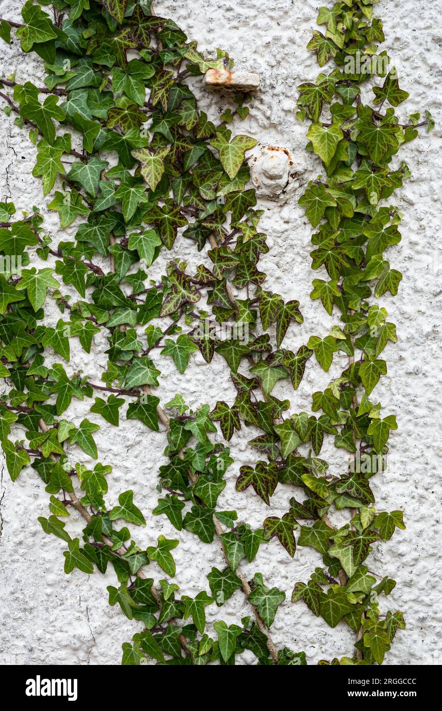 Creeping ivy plants hi-res stock photography and images - Alamy