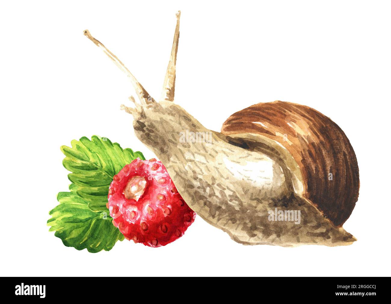 Snail. Hand drawn watercolor illustration isolated on white background ...