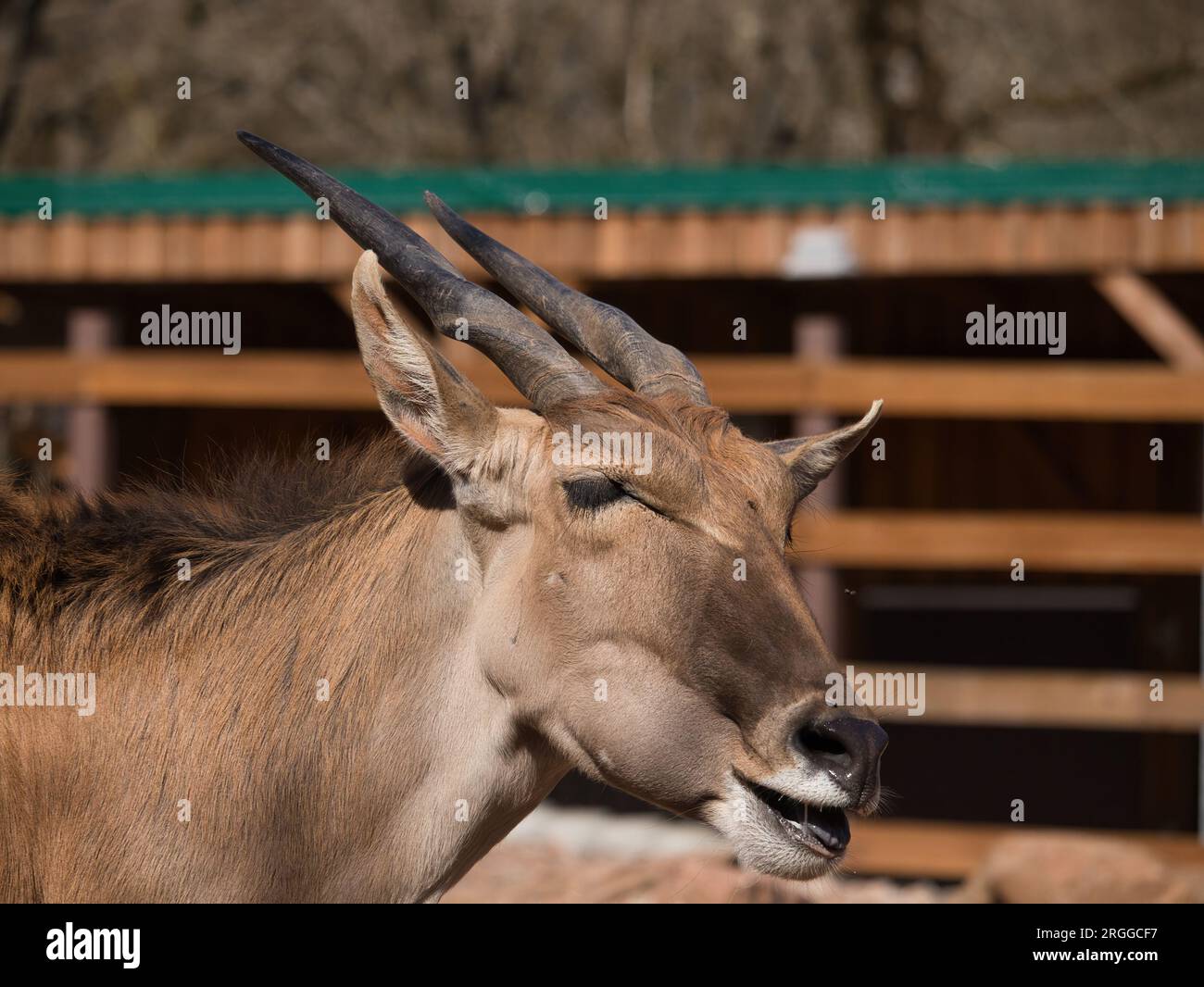 Common eland looks like he is smiling in a cage on a sunny spring day ...