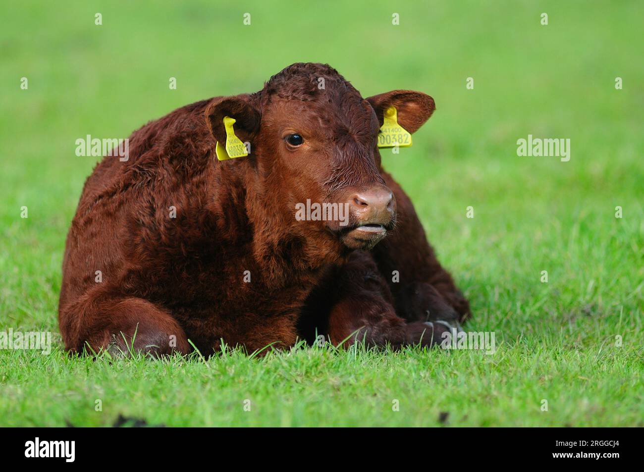 Cow at rest hi-res stock photography and images - Alamy