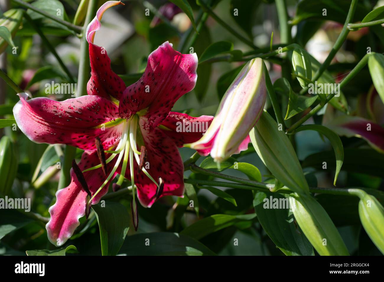 Miss france 2023 hi-res stock photography and images - Alamy