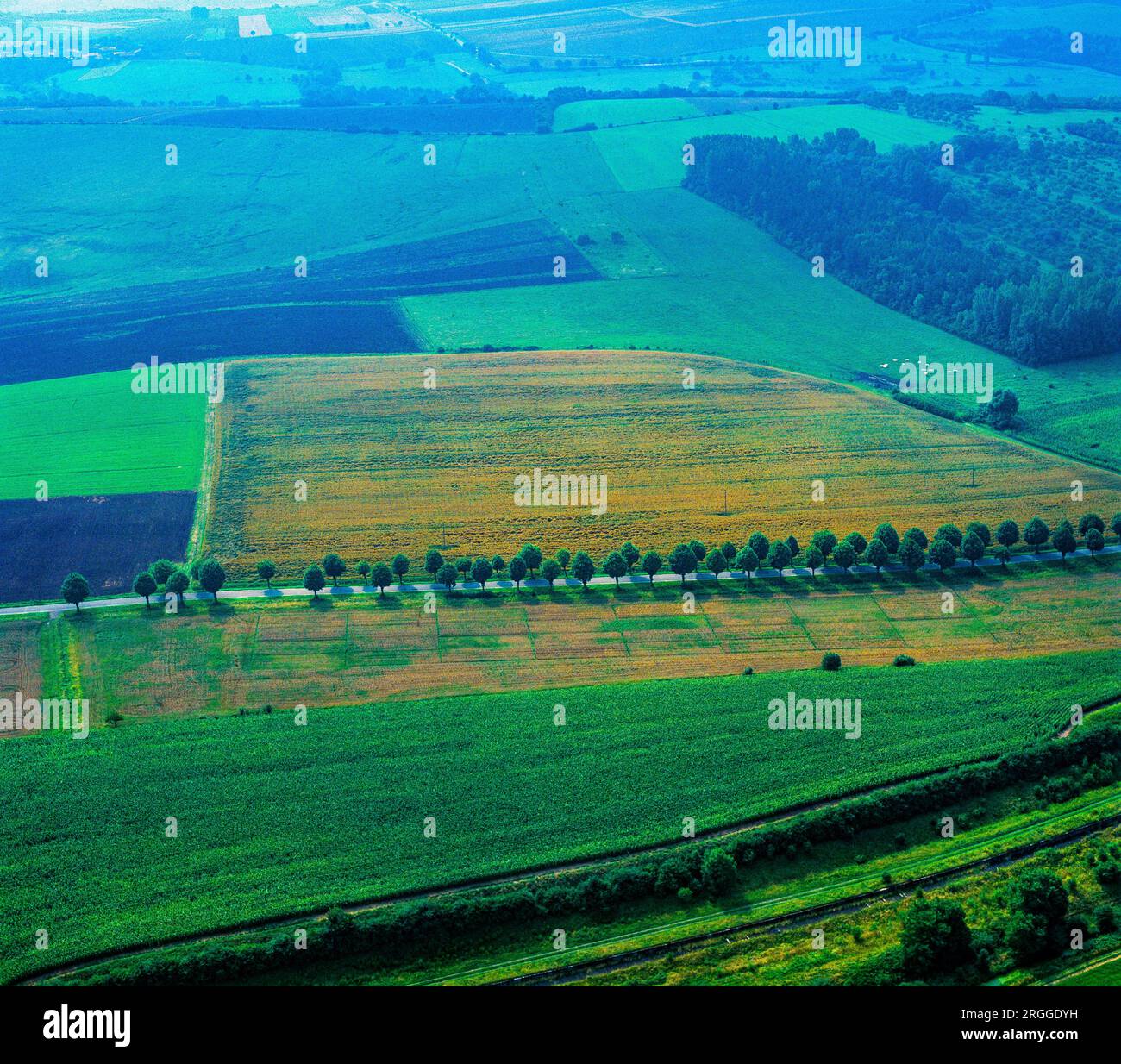 Cultivated fields, farmland, road lined up with trees, aerial view ...