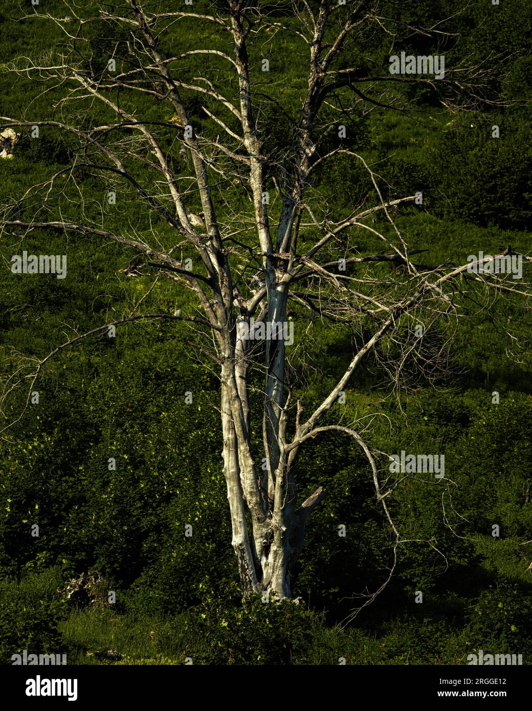 The white trunks of the beech stand out against the dark foliage of the ...