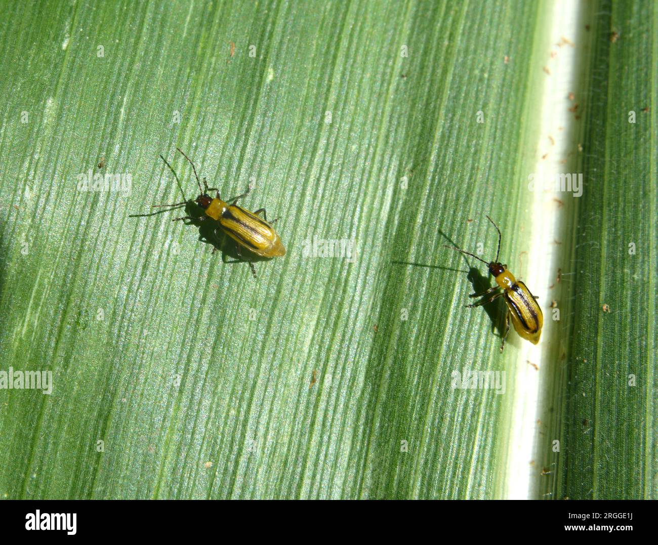 The plant is a harmful insect - Western corn beetle (Diabrotica ...