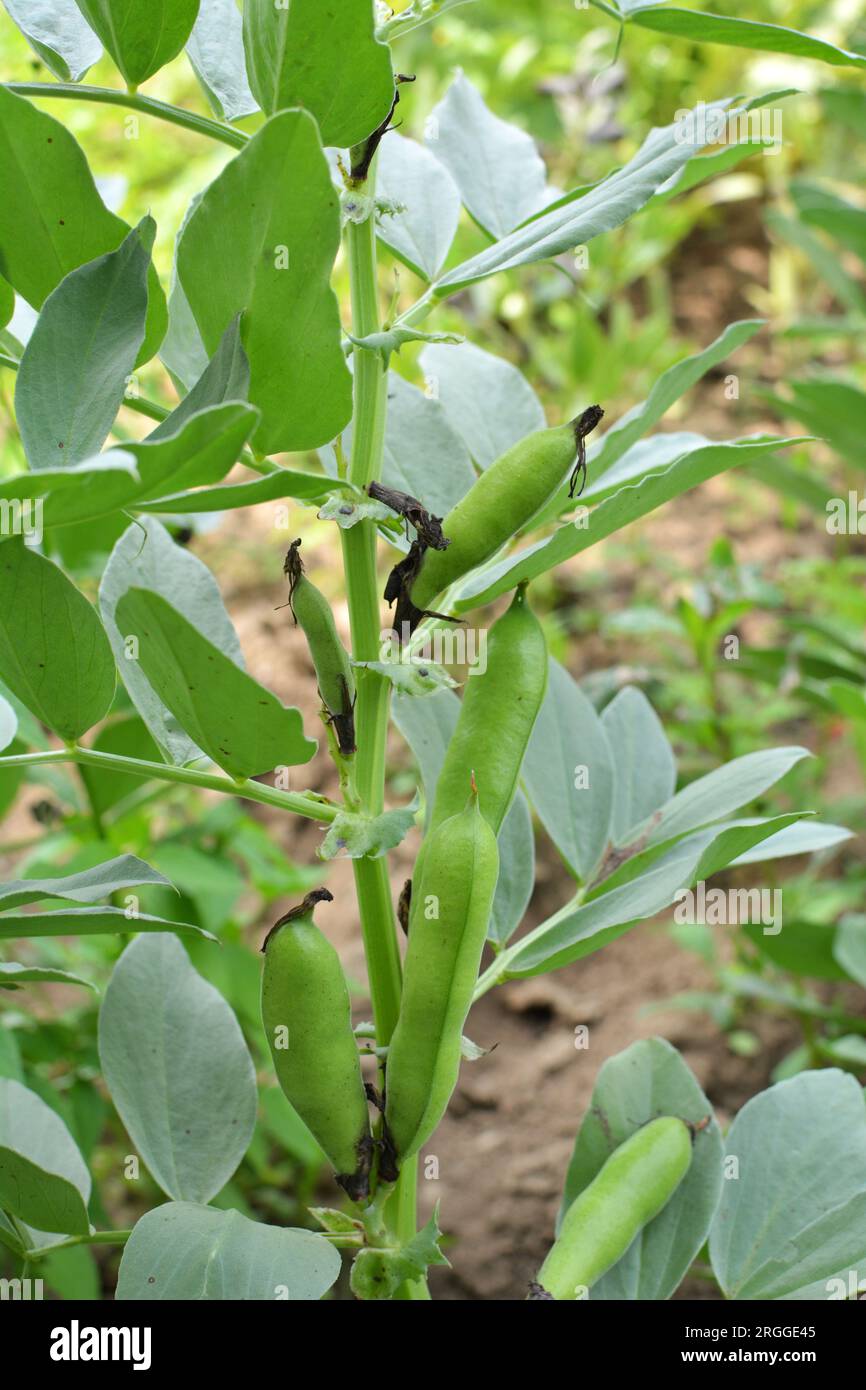 On the stem of the bean (Vicia faba) ripen green pods Stock Photo - Alamy