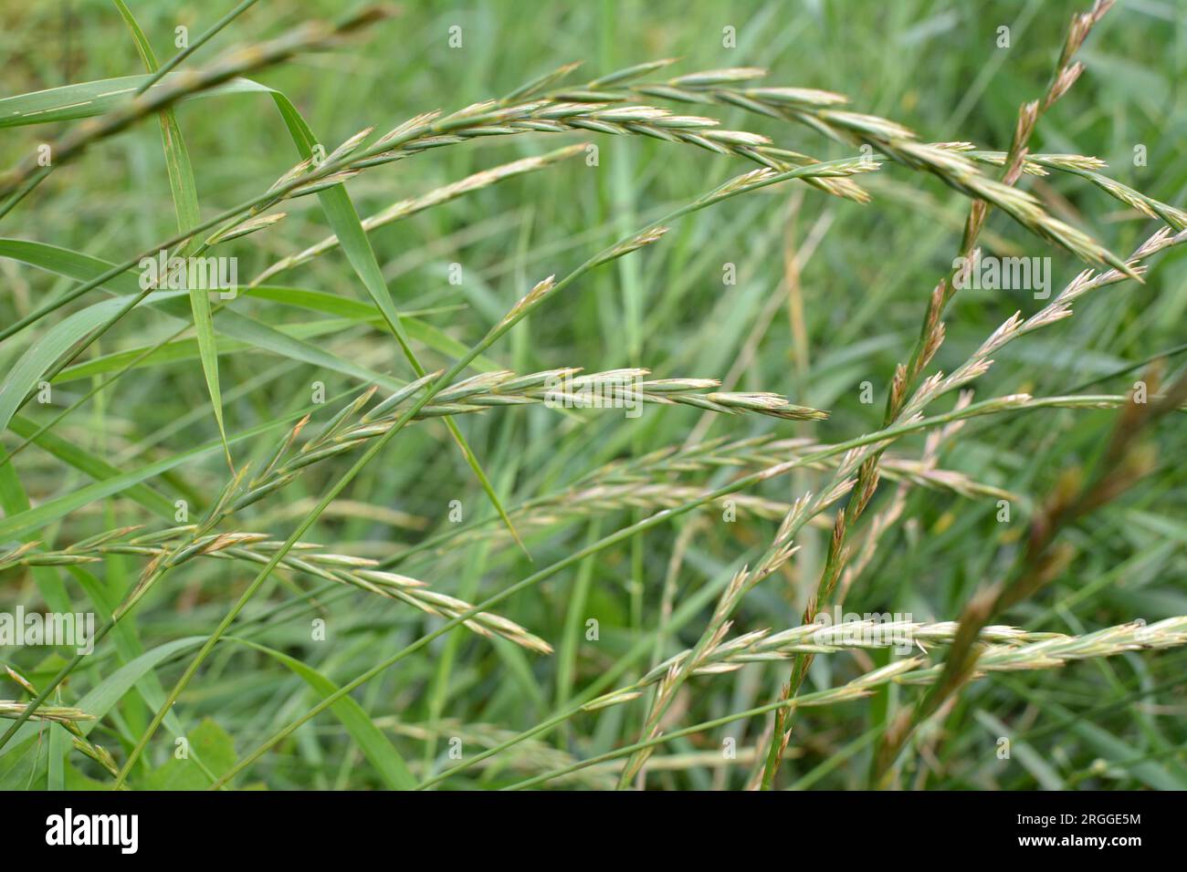 Couch grass hi-res stock photography and images - Alamy