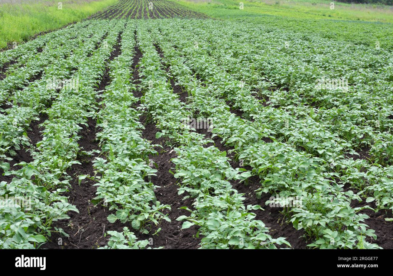 Potatoes growing on ground hi-res stock photography and images - Alamy