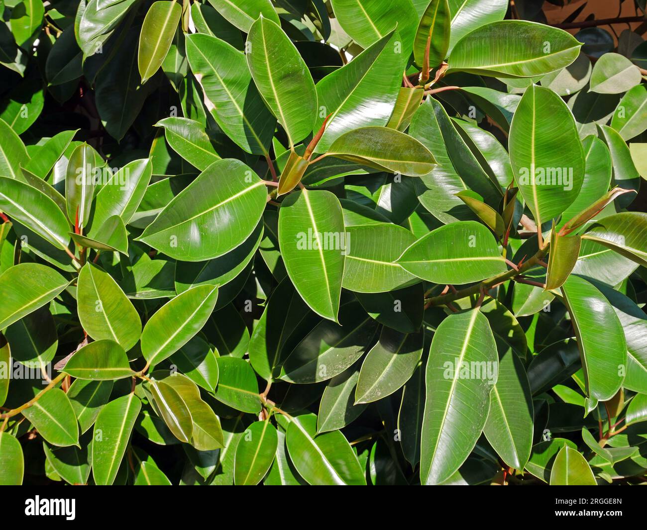 Ficus elastica leaves hi-res stock photography and images - Alamy