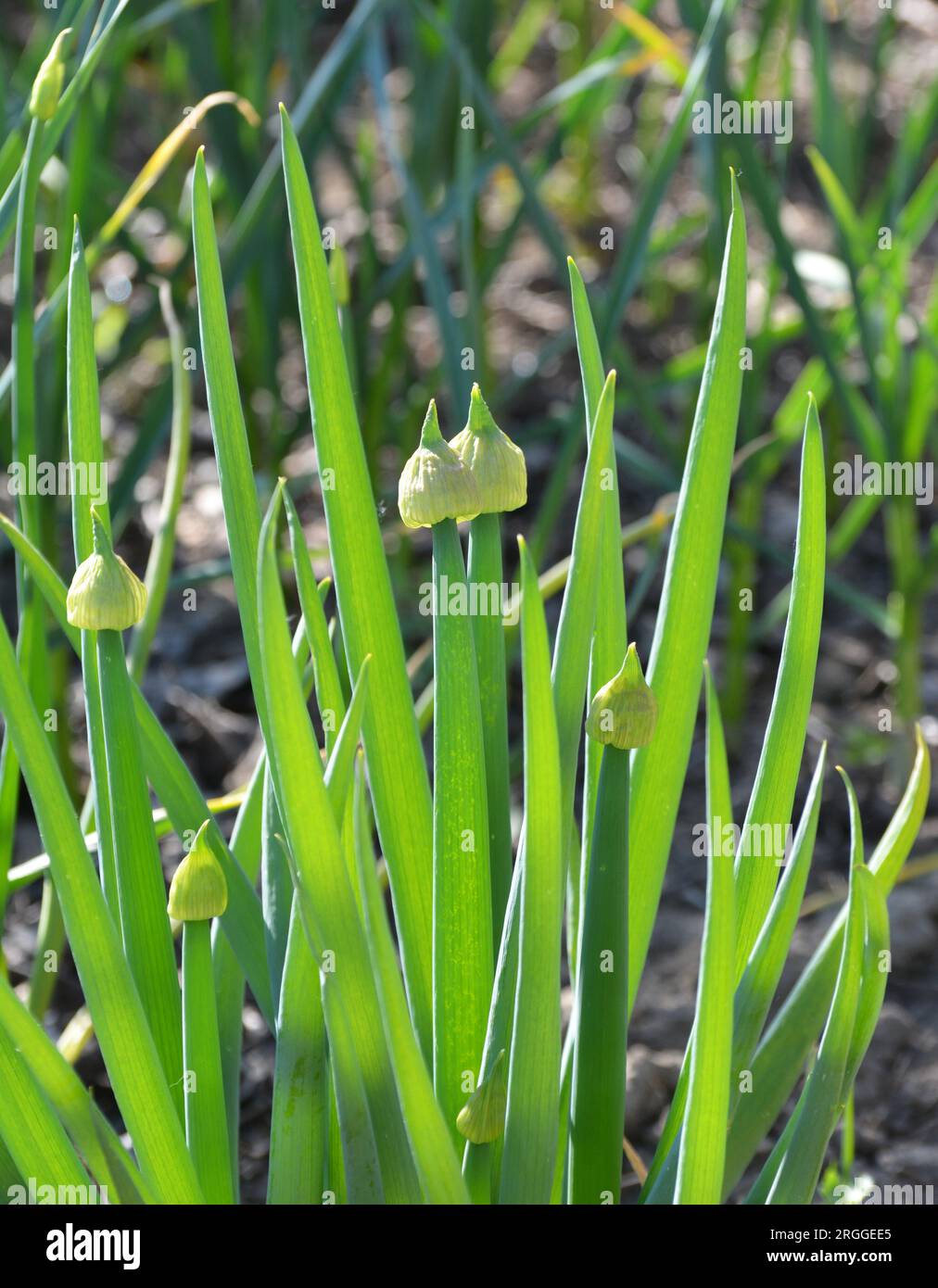 In spring, young green perennial onion grows in the garden Stock Photo ...
