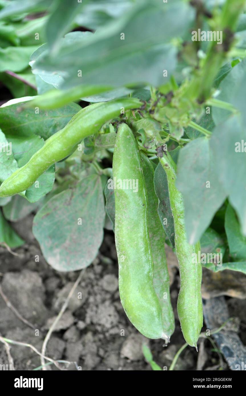On the stem of the bean (Vicia faba) ripen green pods Stock Photo - Alamy