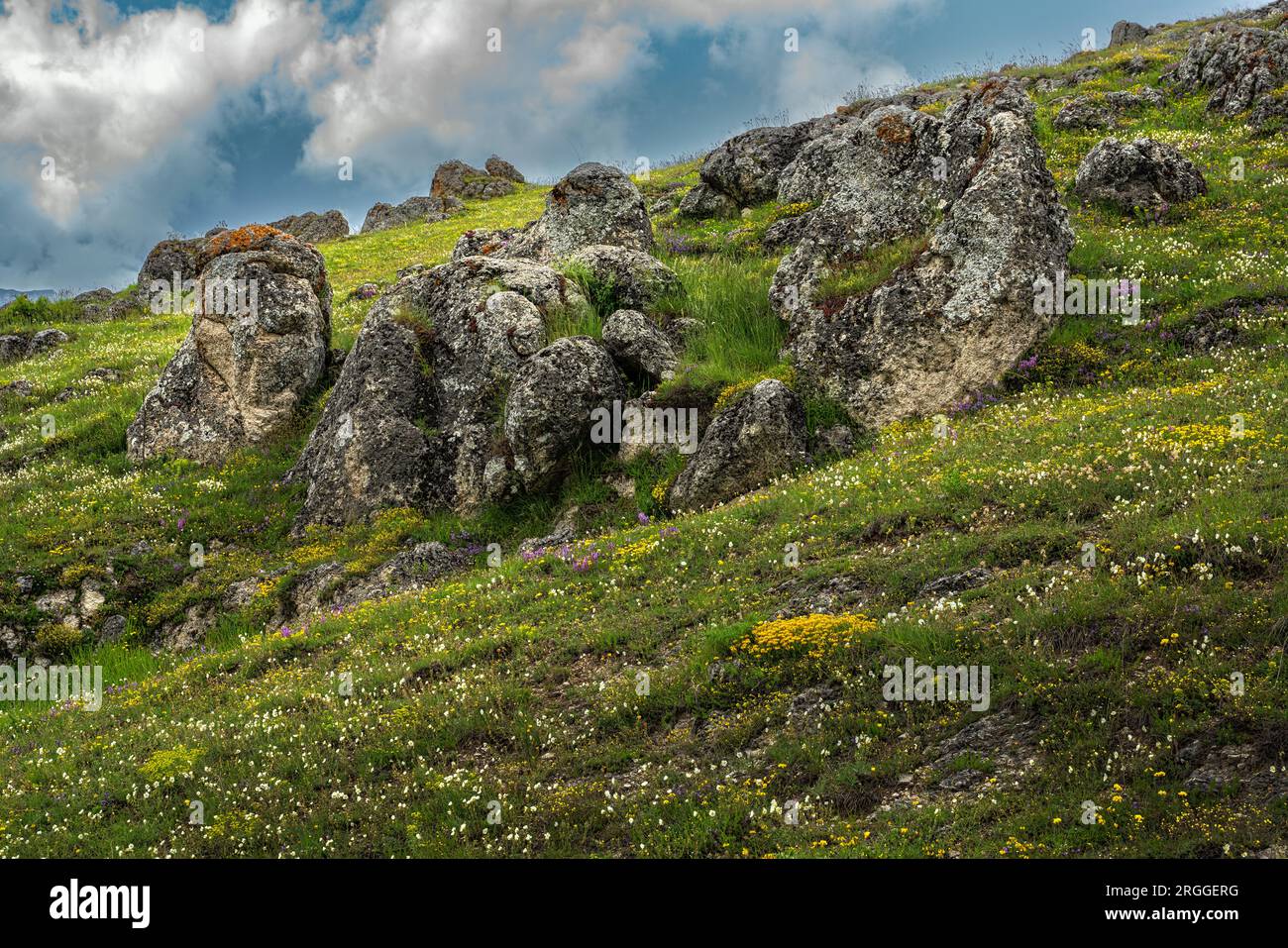 Rocks, boulders and stones among the flowering meadows of Piano di ...