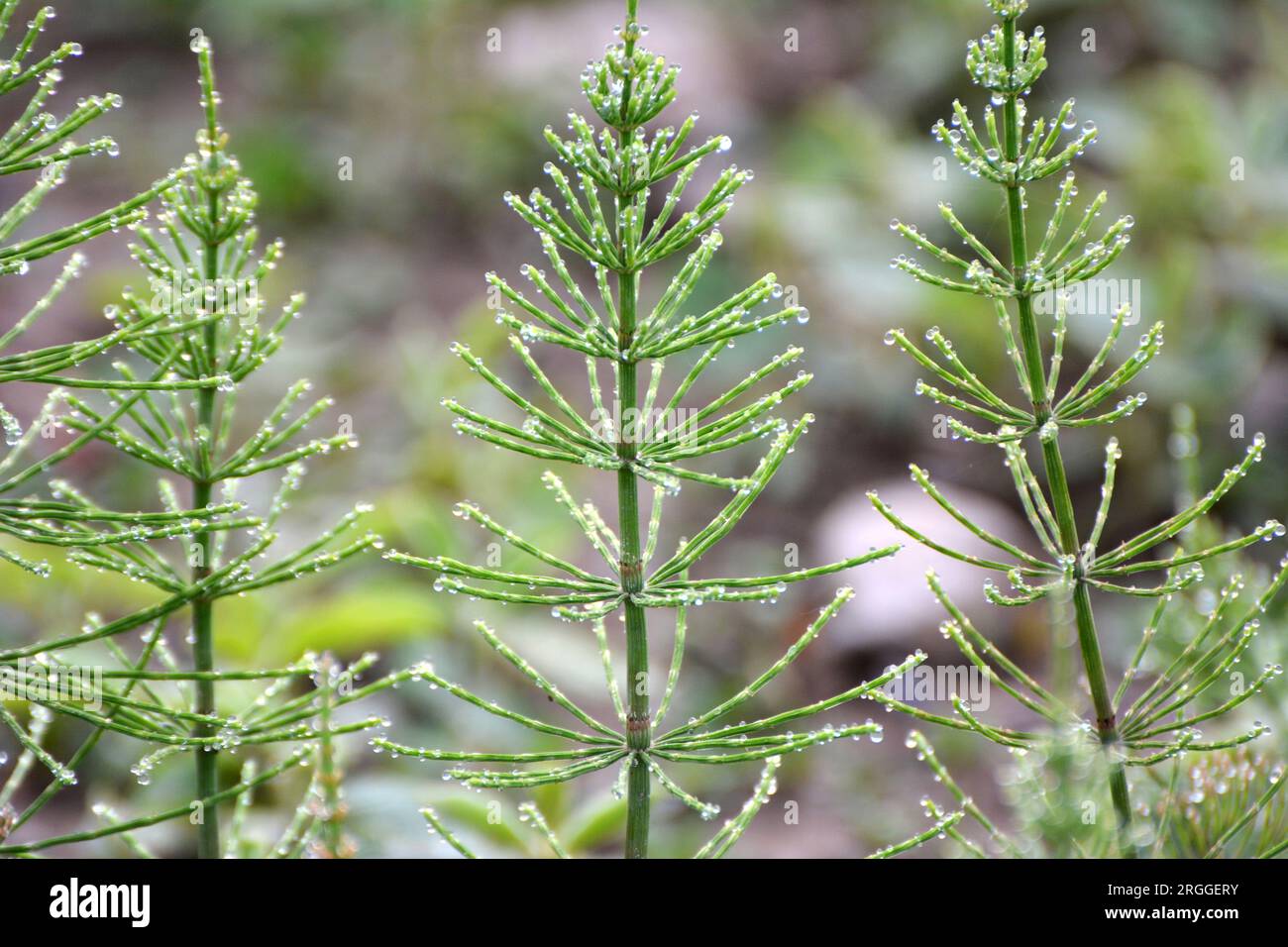 Horsetail field (Equisetum arvense) grows in the wild Stock Photo - Alamy