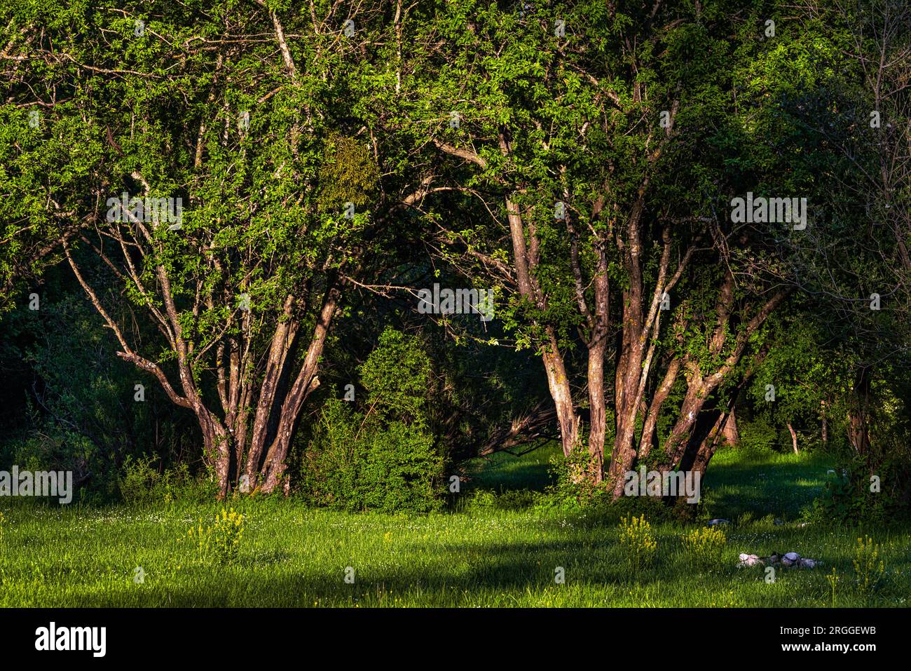 Willow tree forest in the wetland of Lake Barrea in the Abruzzo, Lazio ...