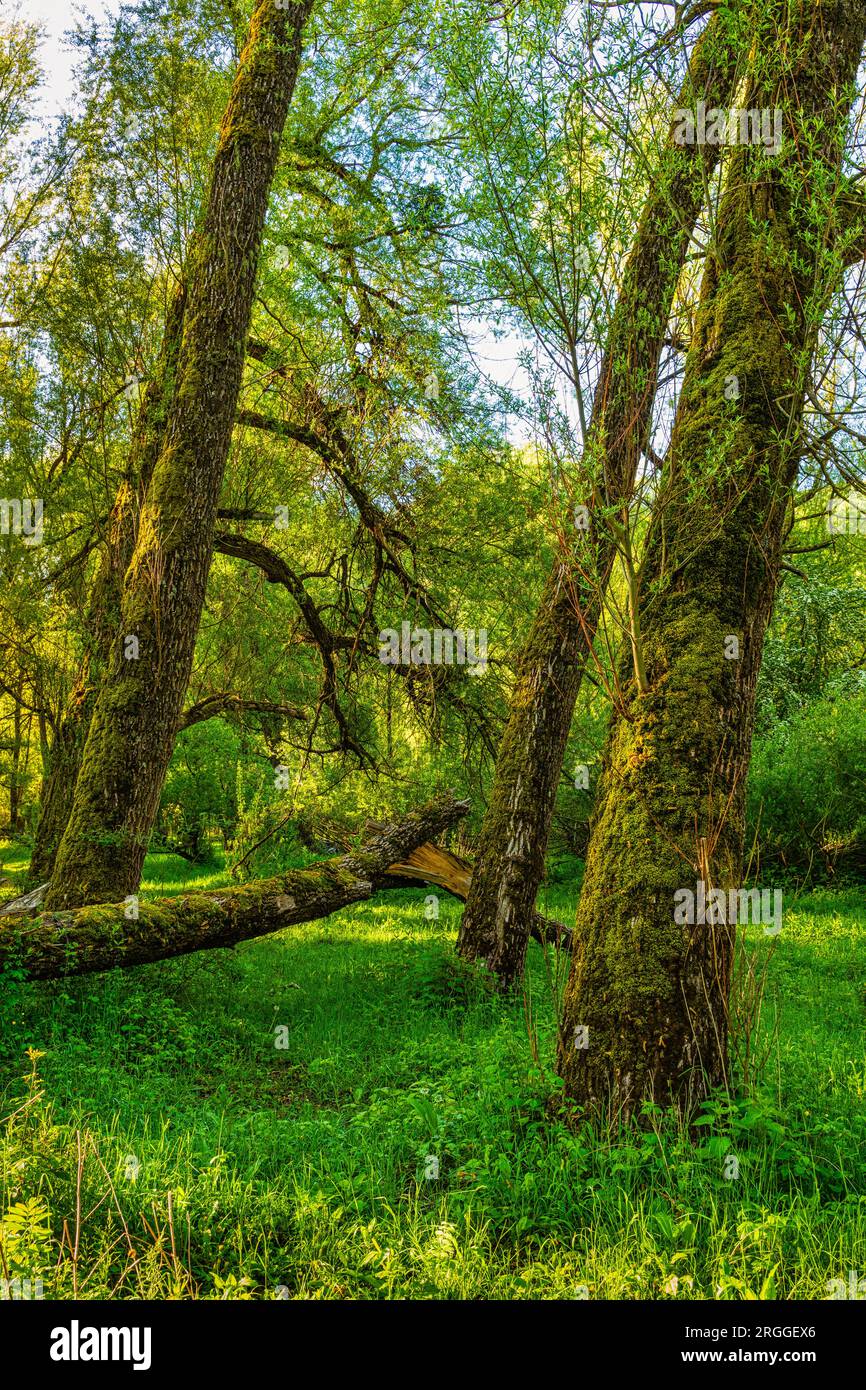 Forest of willows, some fallen to the ground, in the wetland area of ...